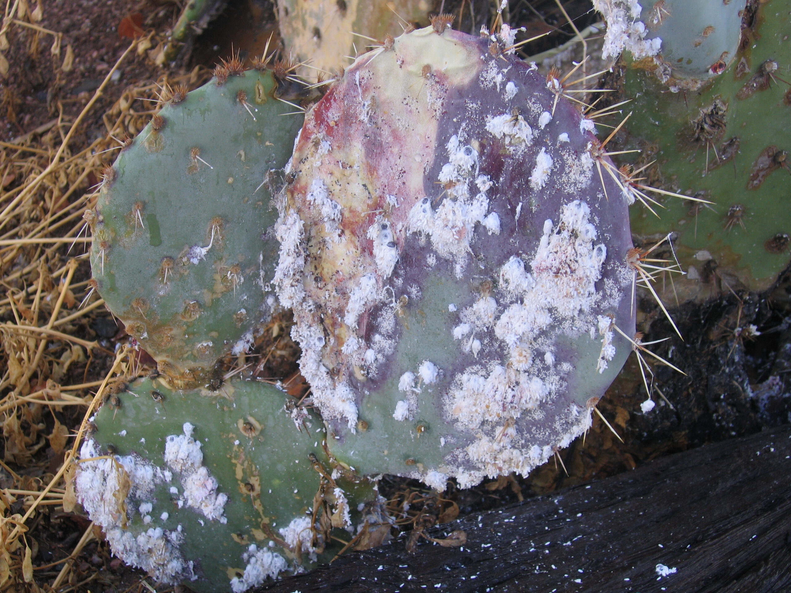 A Red Like No Other: How Cochineal Colored the World - ClothRoads