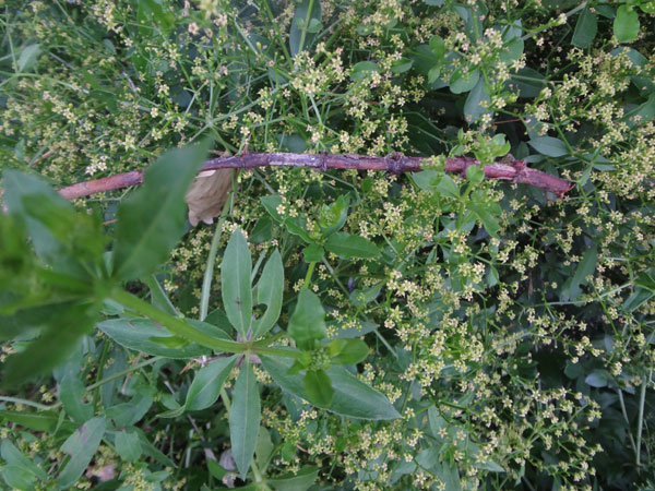 Natural Dyes: Madder - ClothRoads