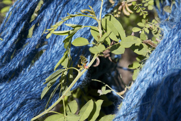 Sea Island Indigo: Creating an American Indigo Culture - ClothRoads