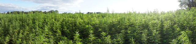 Hemp: An Ancient Fiber for a Sustainable Future - ClothRoads