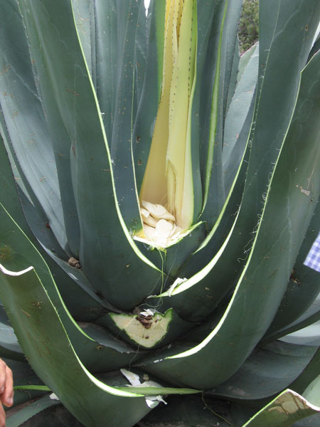 Maguey, Ancient Wonder Plant - ClothRoads