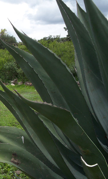 Maguey, Ancient Wonder Plant - ClothRoads