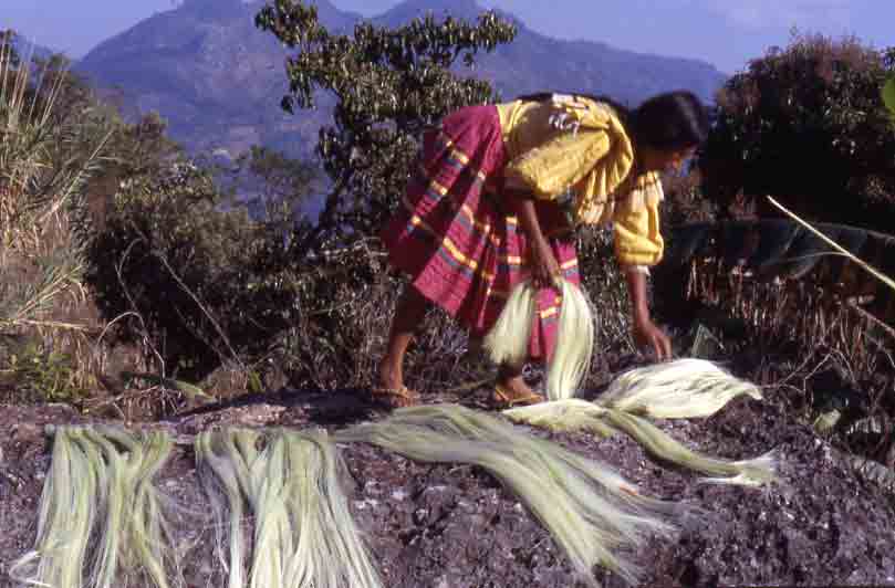 Maguey, Ancient Wonder Plant - ClothRoads