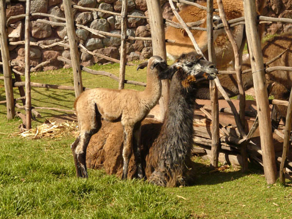 Know Your Camelid For Spinning - ClothRoads